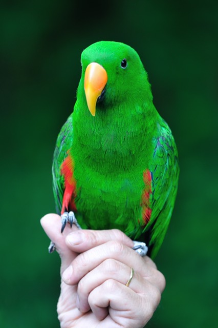 Eclectus grand perroquet vert – retrouvé – APRP67